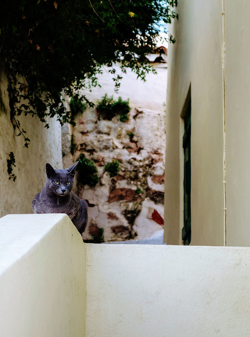 Prrrrrty Cats Around the World